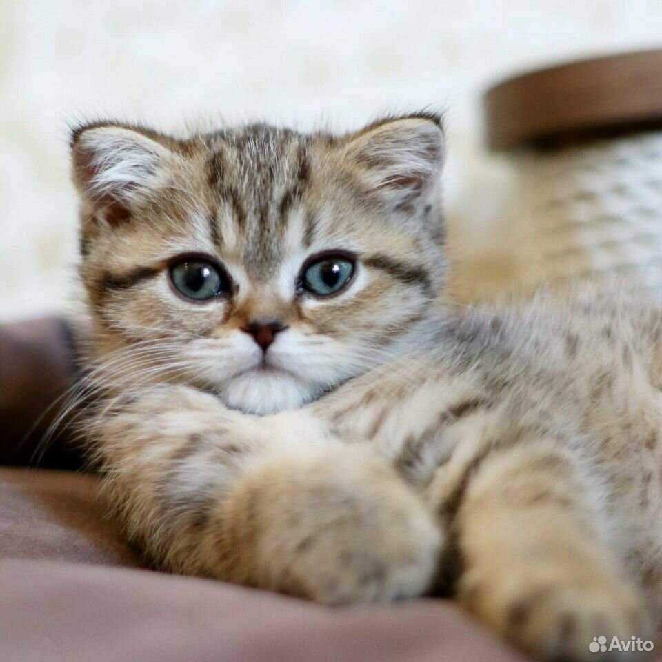 Шикарный котик страйт золотой пятнистый