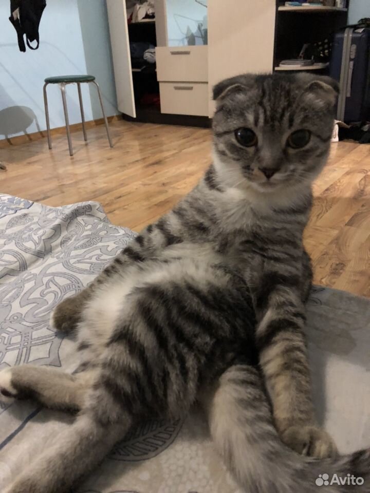 Шотландская