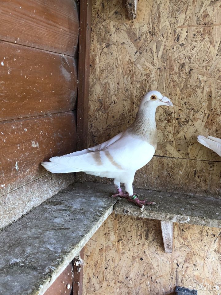 Голуби лимонистые чехи