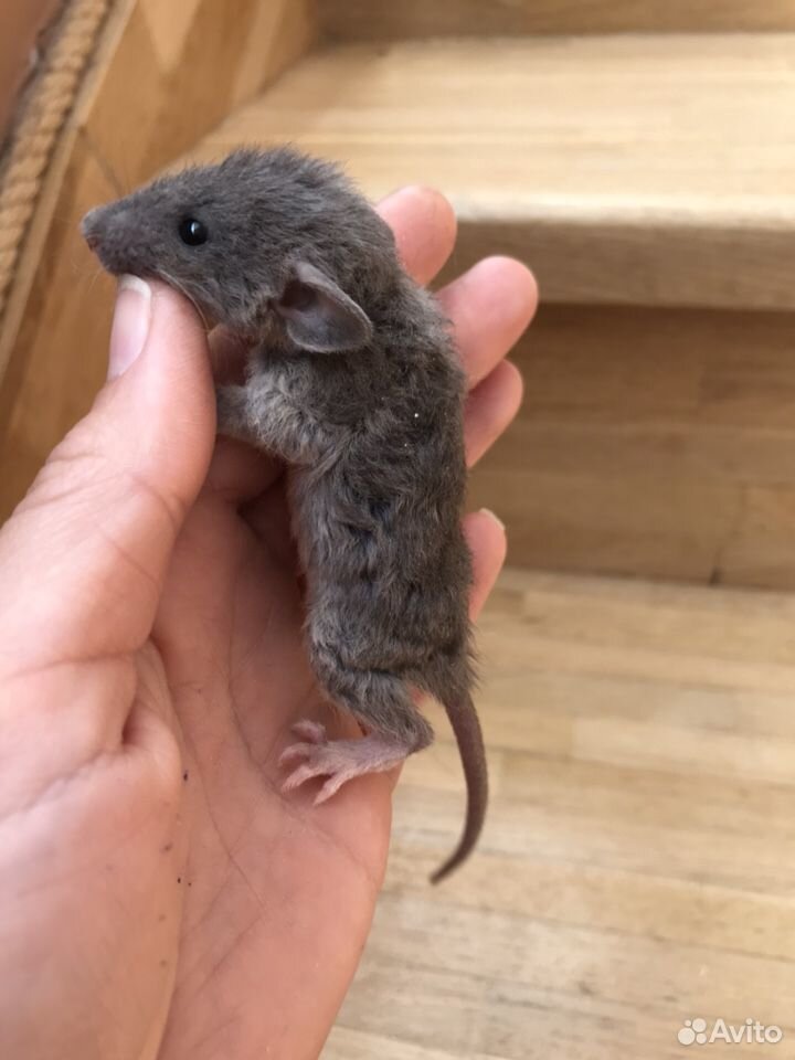 Крысята 1 месяц