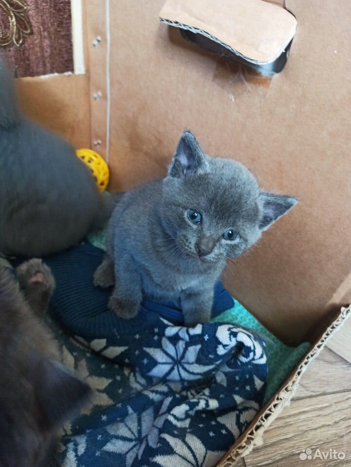 Котята шотланские