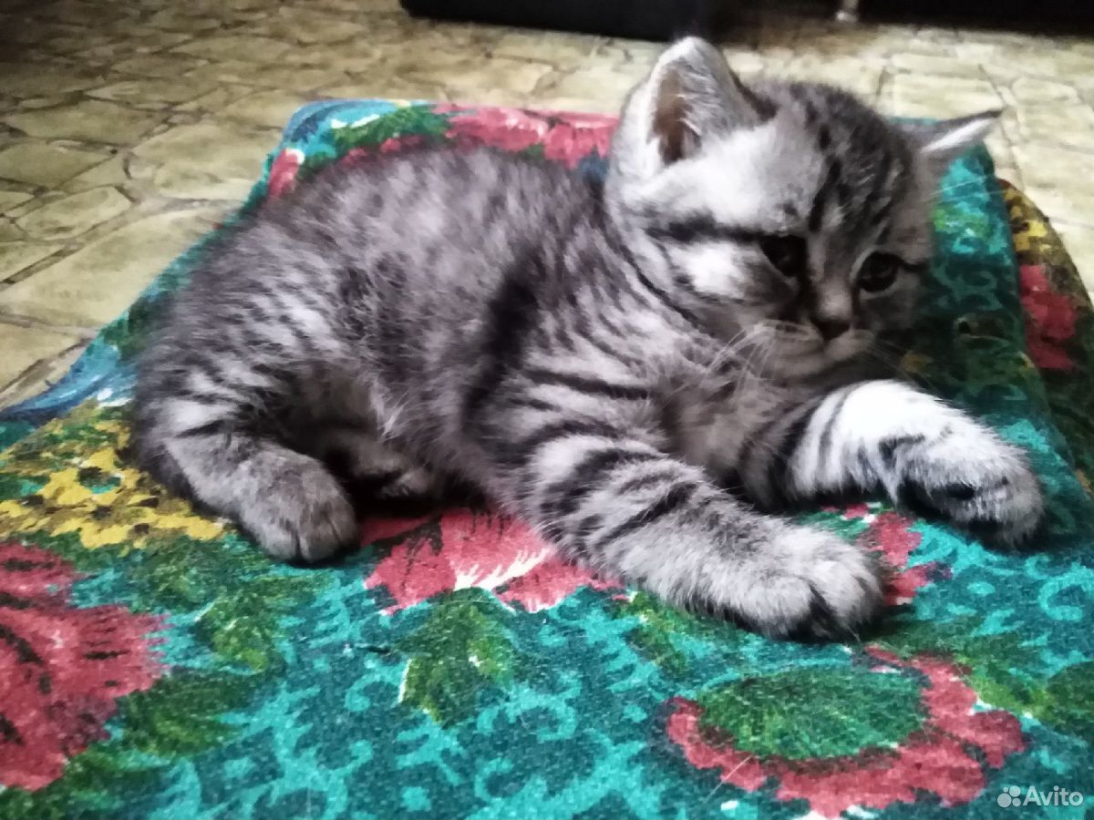 Шотландская