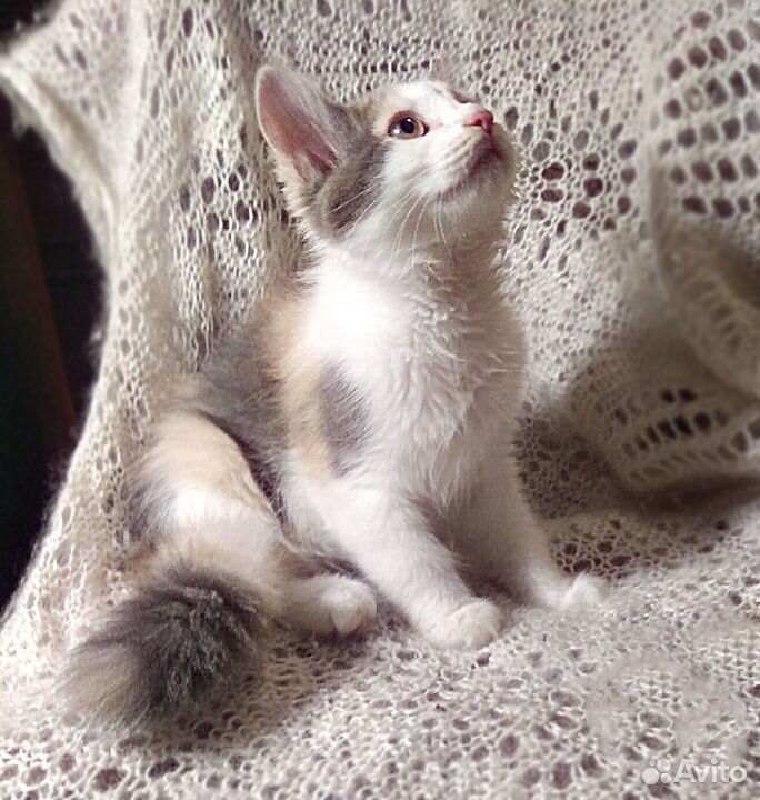 Котёнок курильского бобтейла