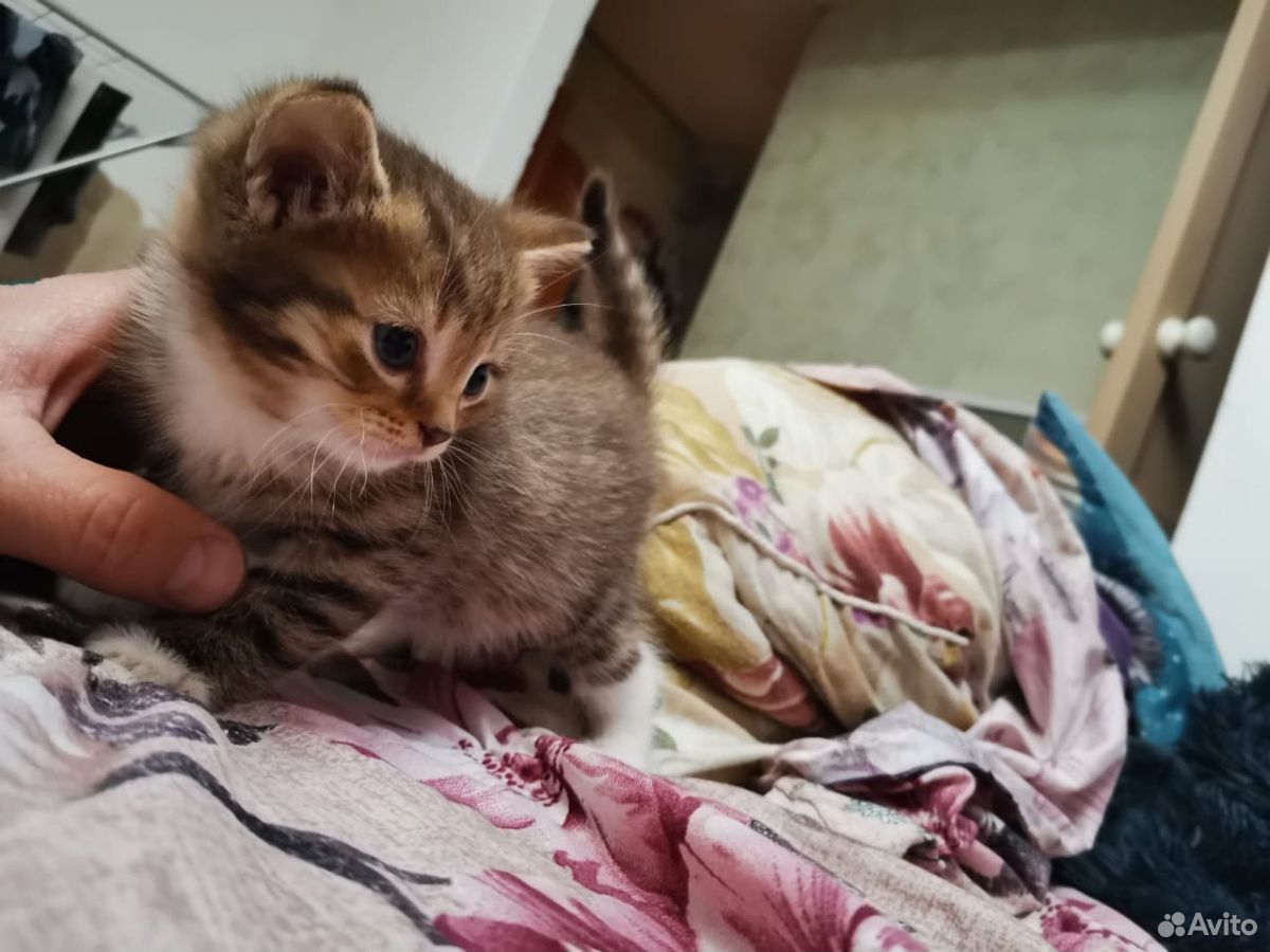 Котенок британец