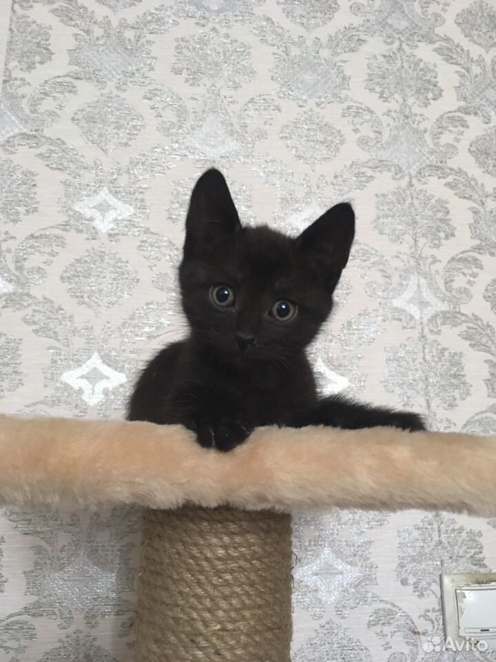 Котенок