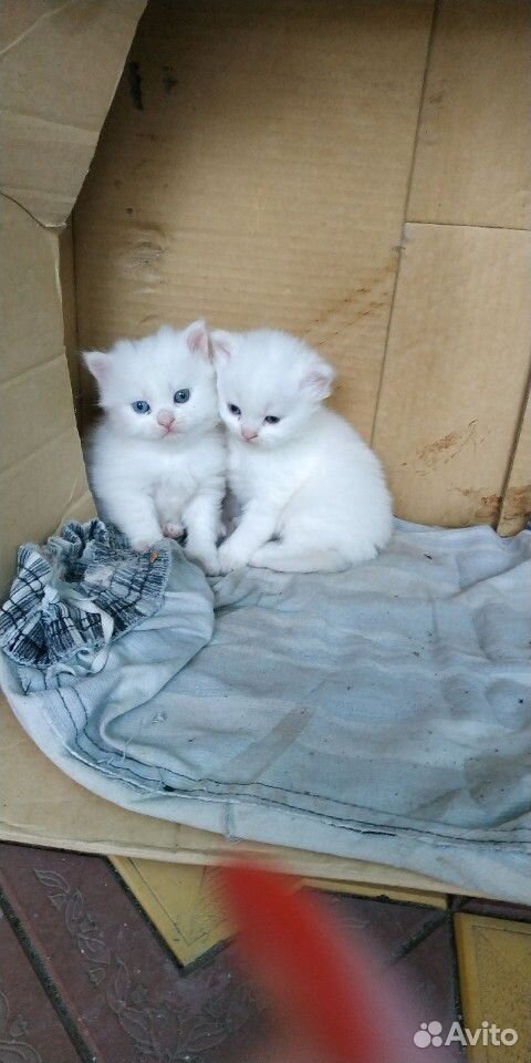 Котята