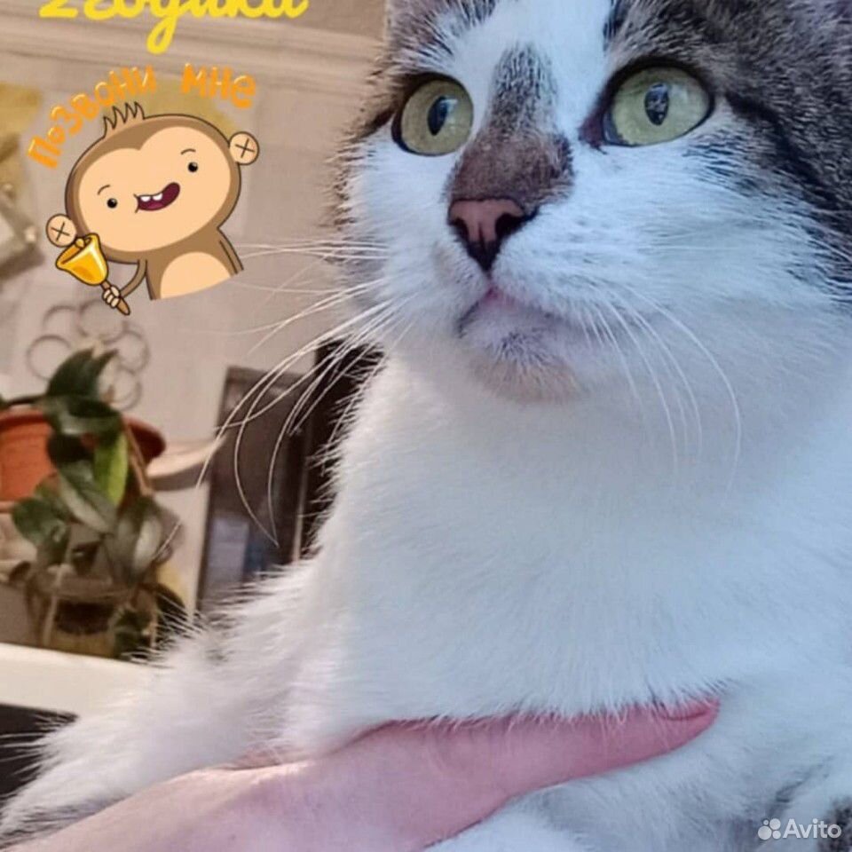 Кошка Афродита