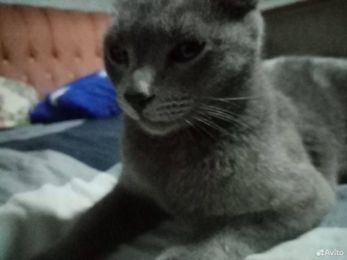 Кошка, шартрез