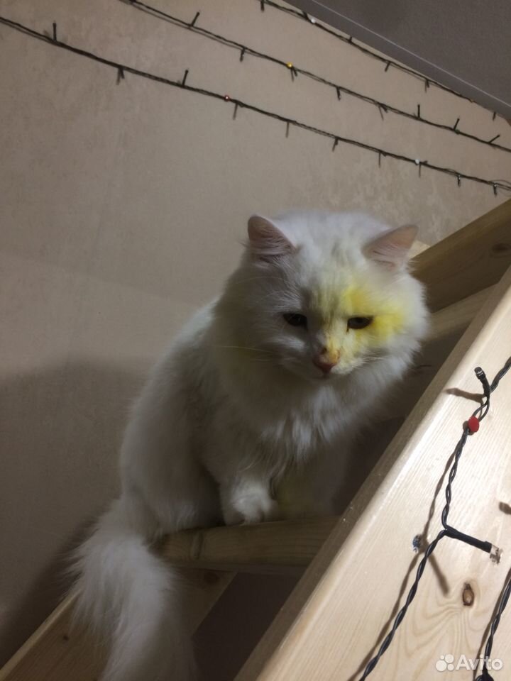 Отдам пушистика с разноцветными глазками