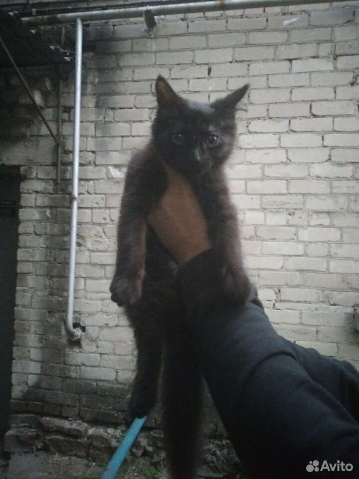 Котенок (мальчик) ищет хозяина