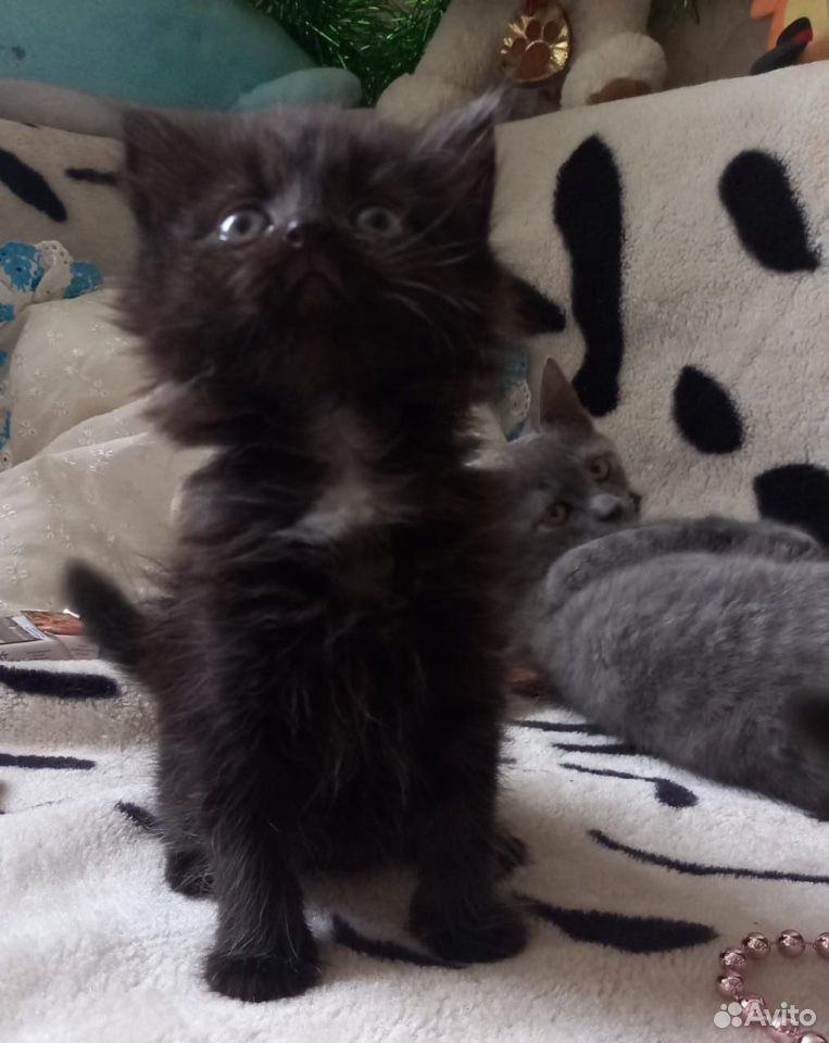 Котята