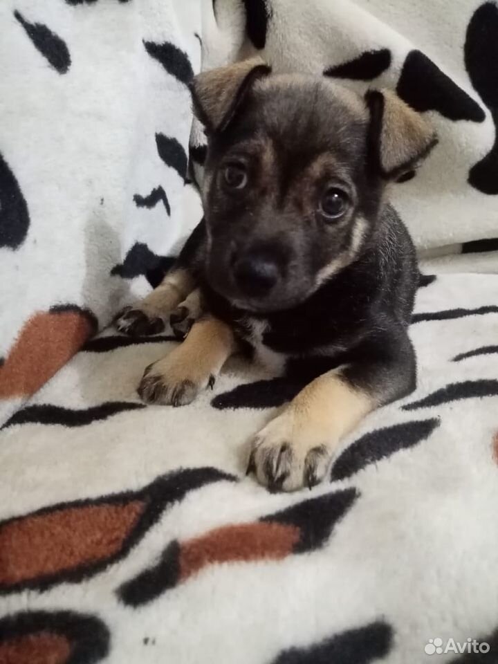 Щенулька малышка