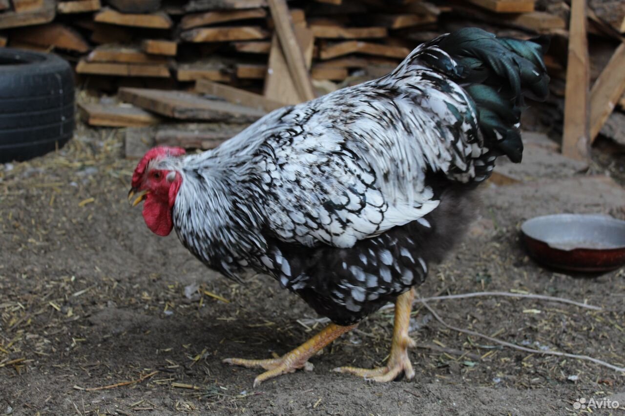 Продам петуха породы Виандот серебристый