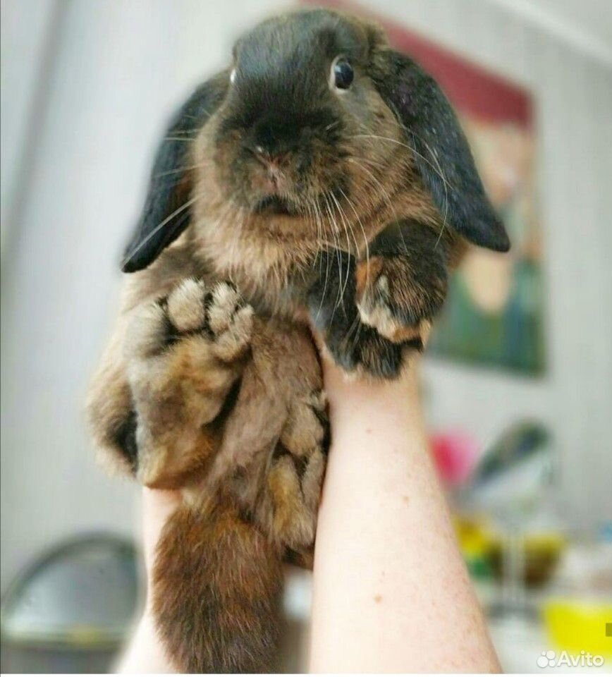 Вислоухий кролик в добрые руки