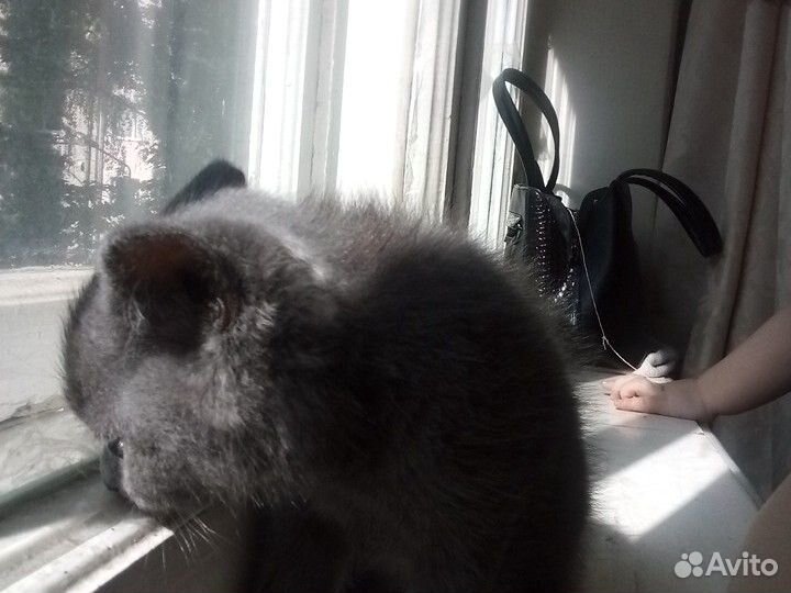 Шотландский котёнок оскар
