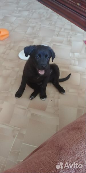 Щенок мальчик