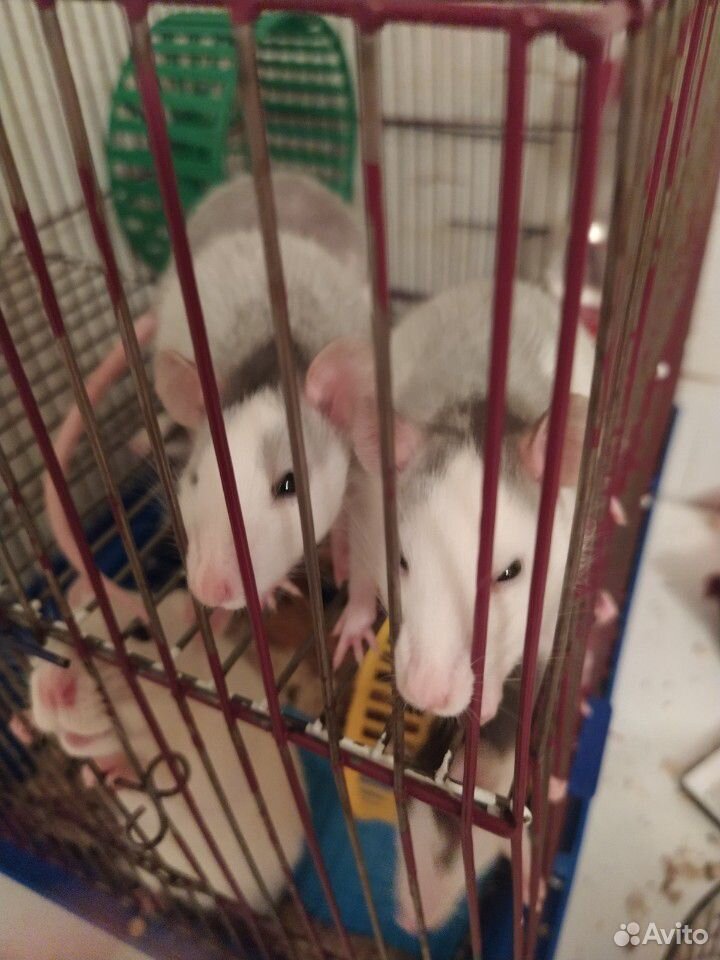 Декоративные крысы