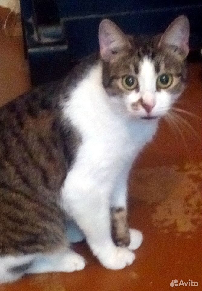 Кошка Мурочка в добрые руки