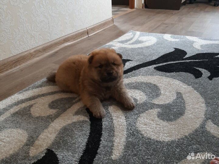 Порода чау чау