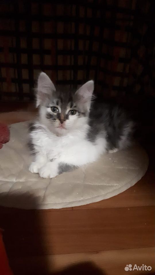 Котёнок Бусинка ищет семью