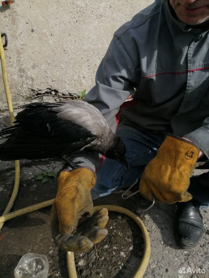 Ручной ворон Лёха