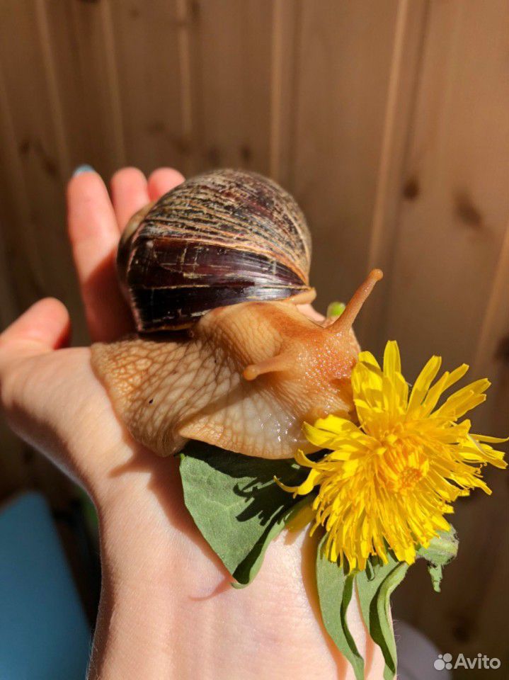 Взрослые Улитки ахатины 2шт,контейнер и питание