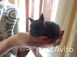 Мини малыши