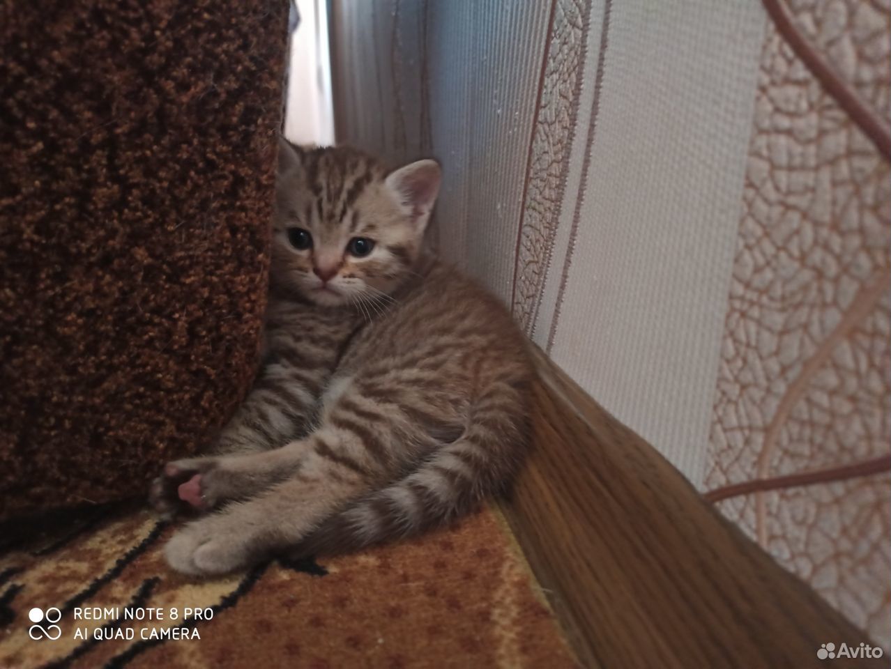 Продается шотландская девочка