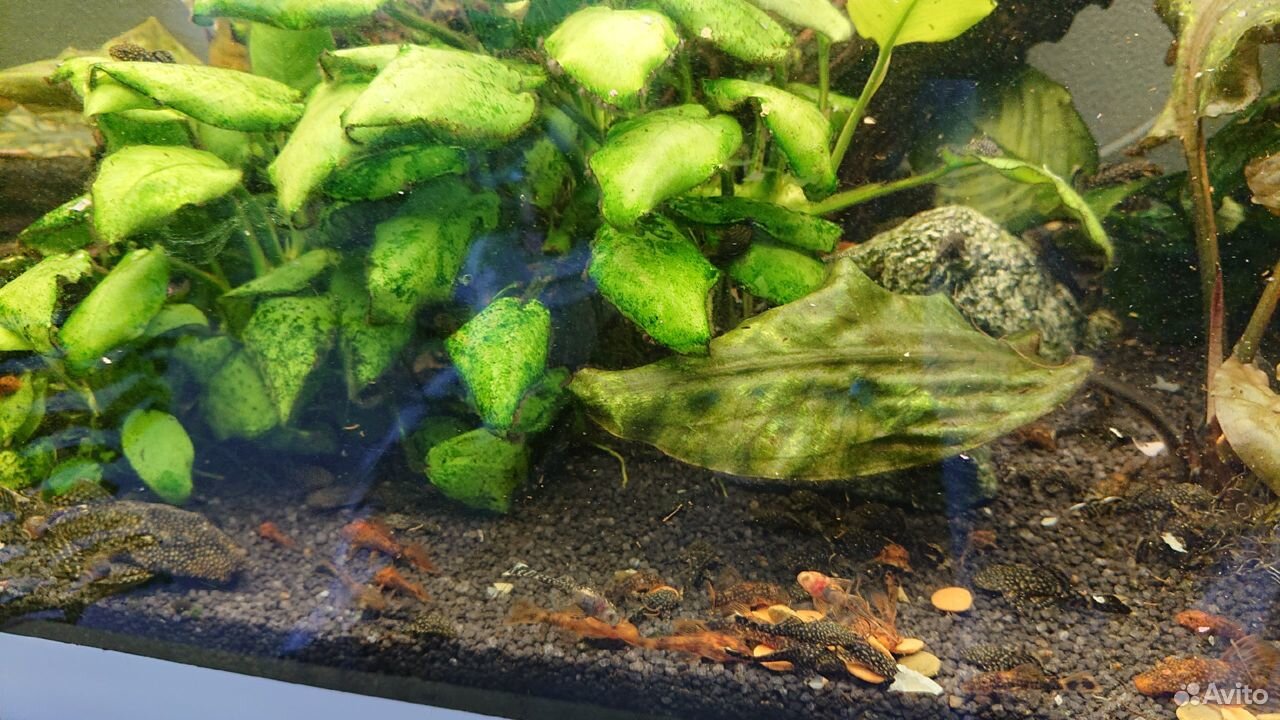 Анциструс (сомик)