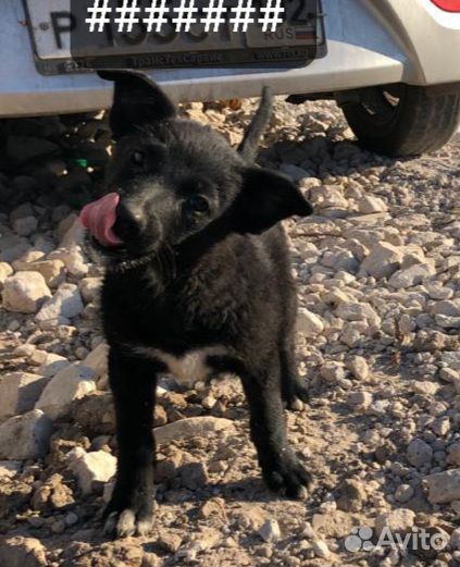 Щенки в добрые руки