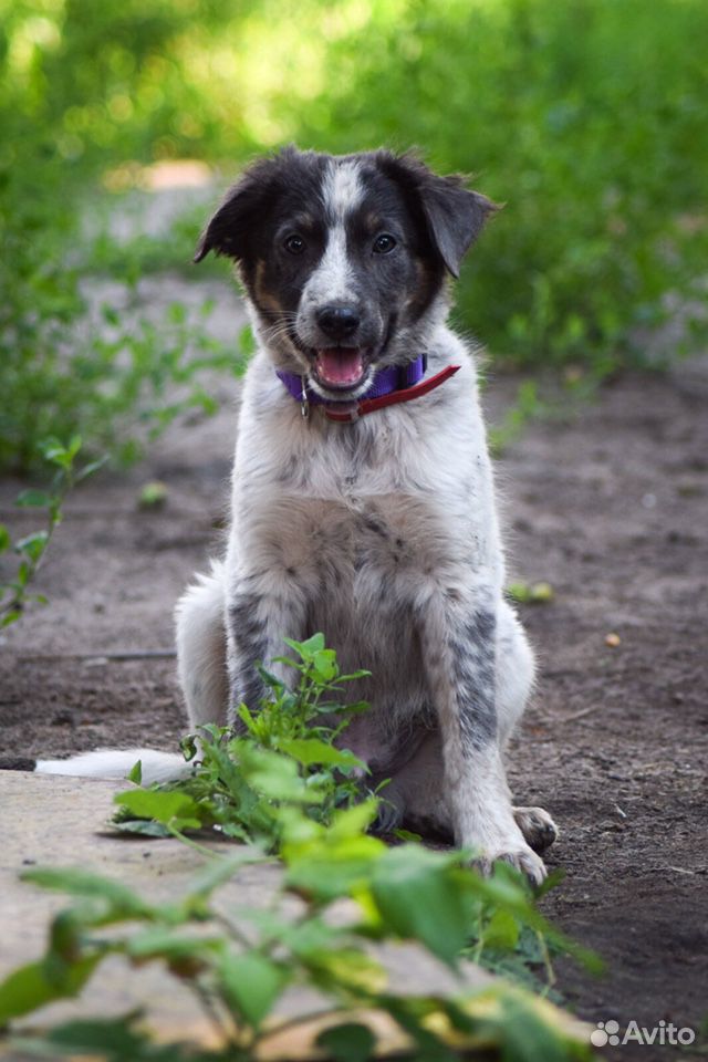 Щенок Гектор