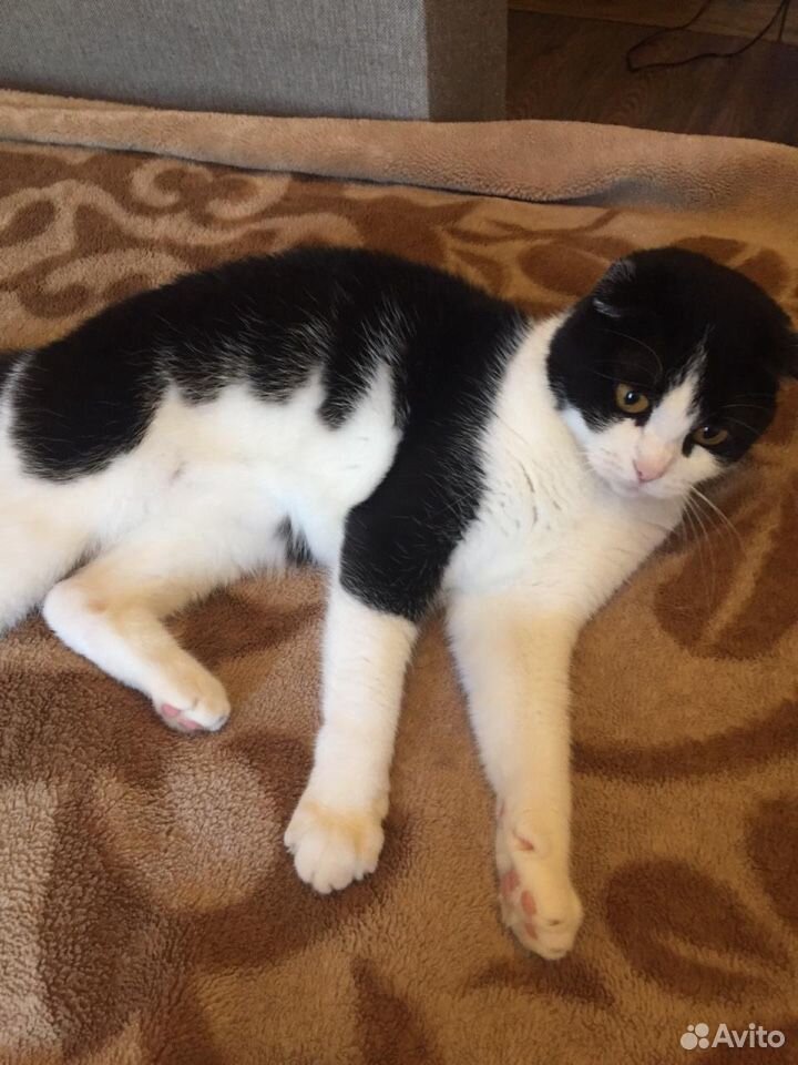 Кошка
