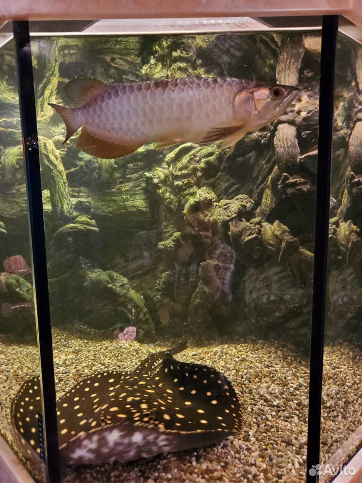 Золотая аравана + скат