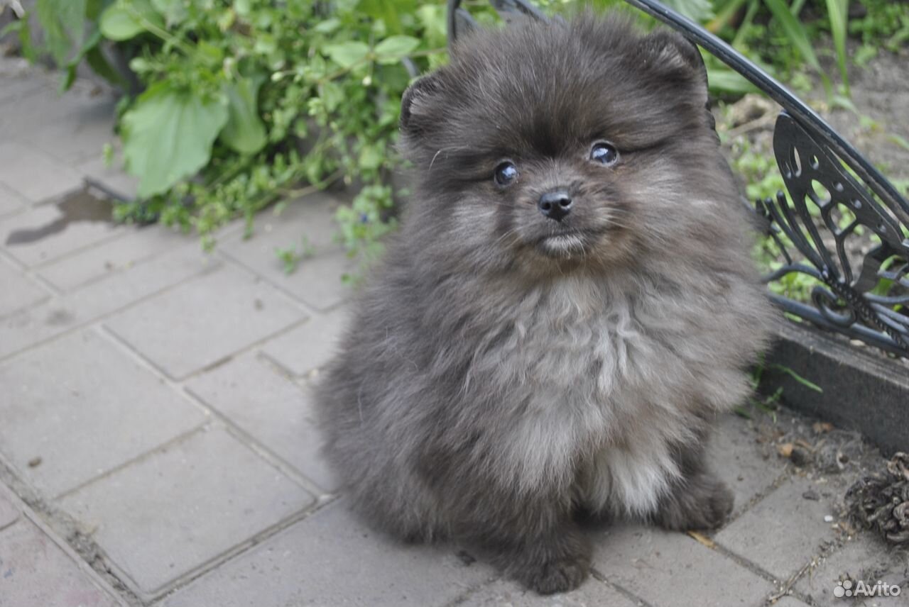 Мраморный померанчик