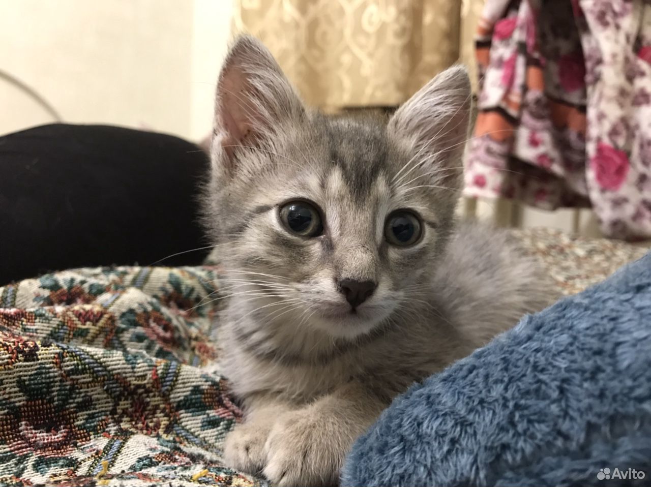 Котенок, мальчик