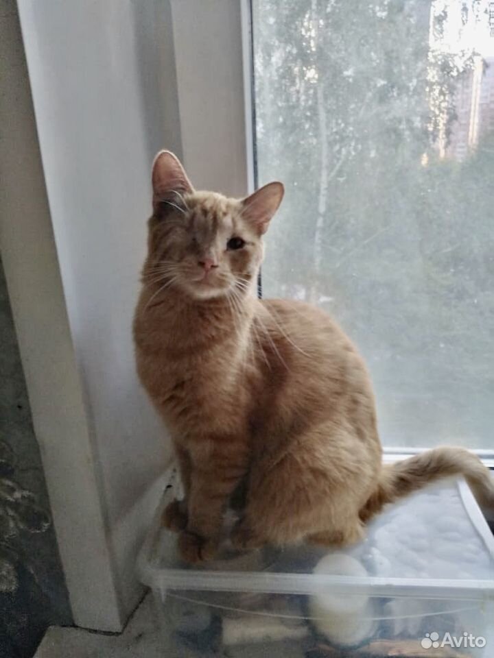 Особенный Кот Тёма в добрые руки