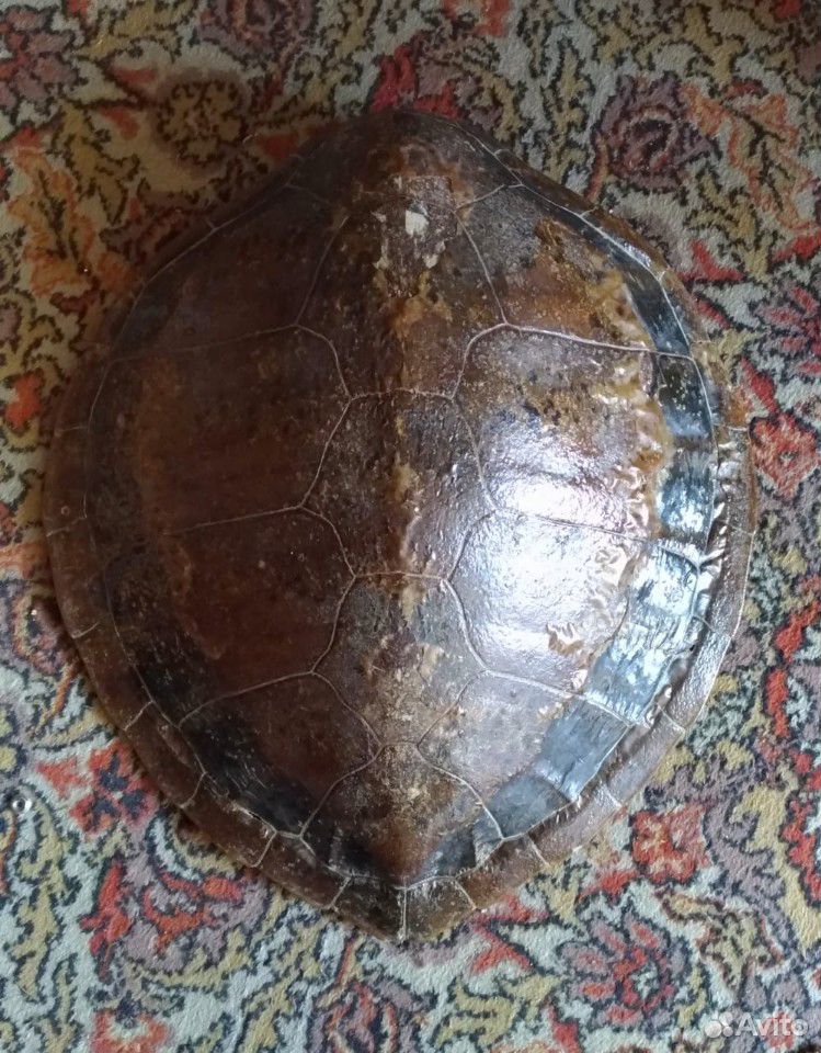 Панцирь черепахи