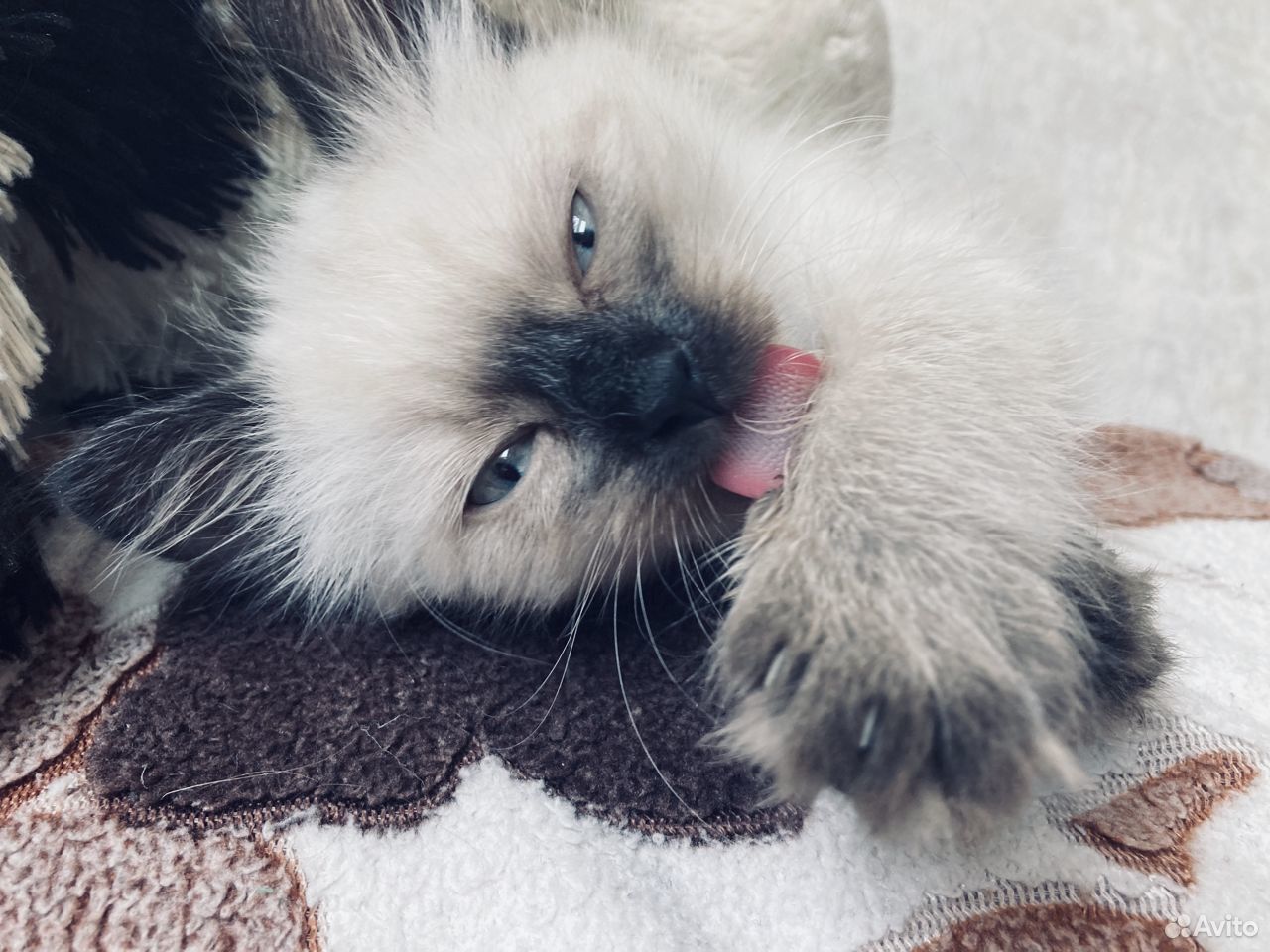 Котёнок Бирма + тайская