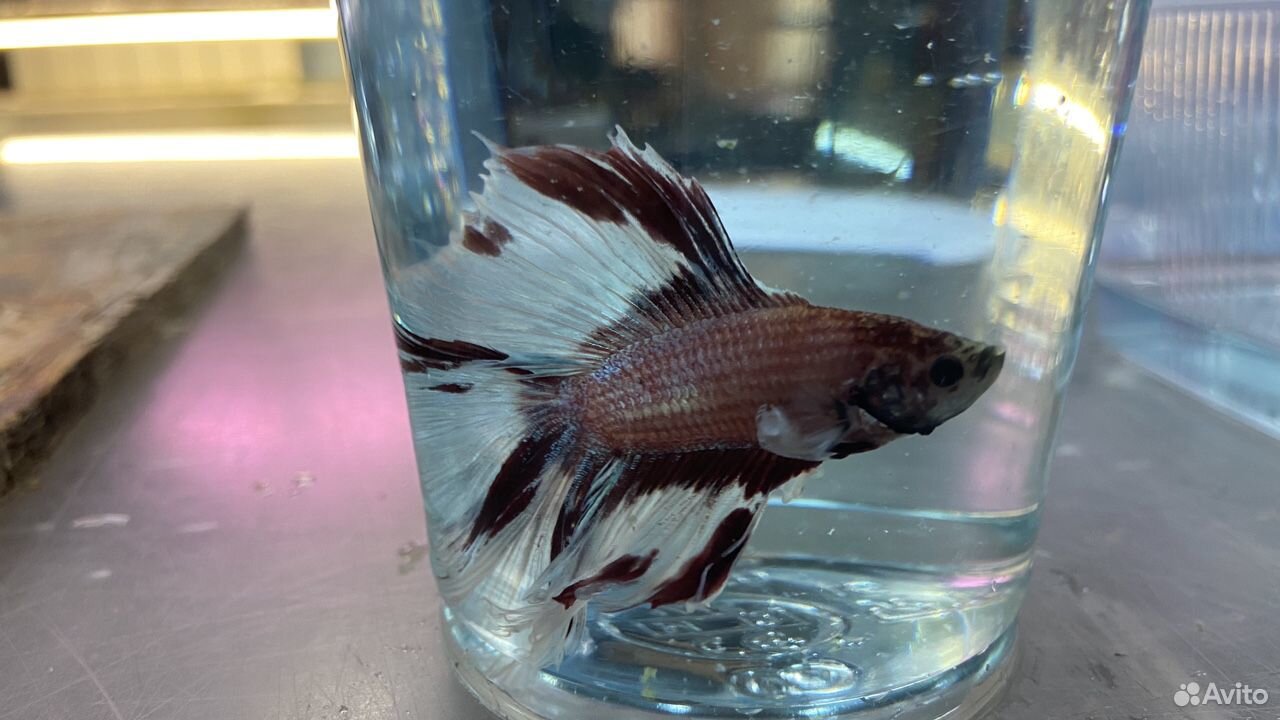 Аквариумная рыбка петушок красный с белым хвостом