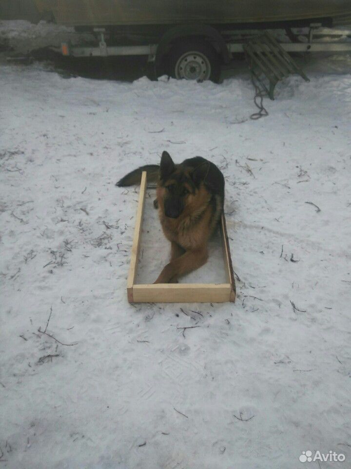 Немецкая овчарка