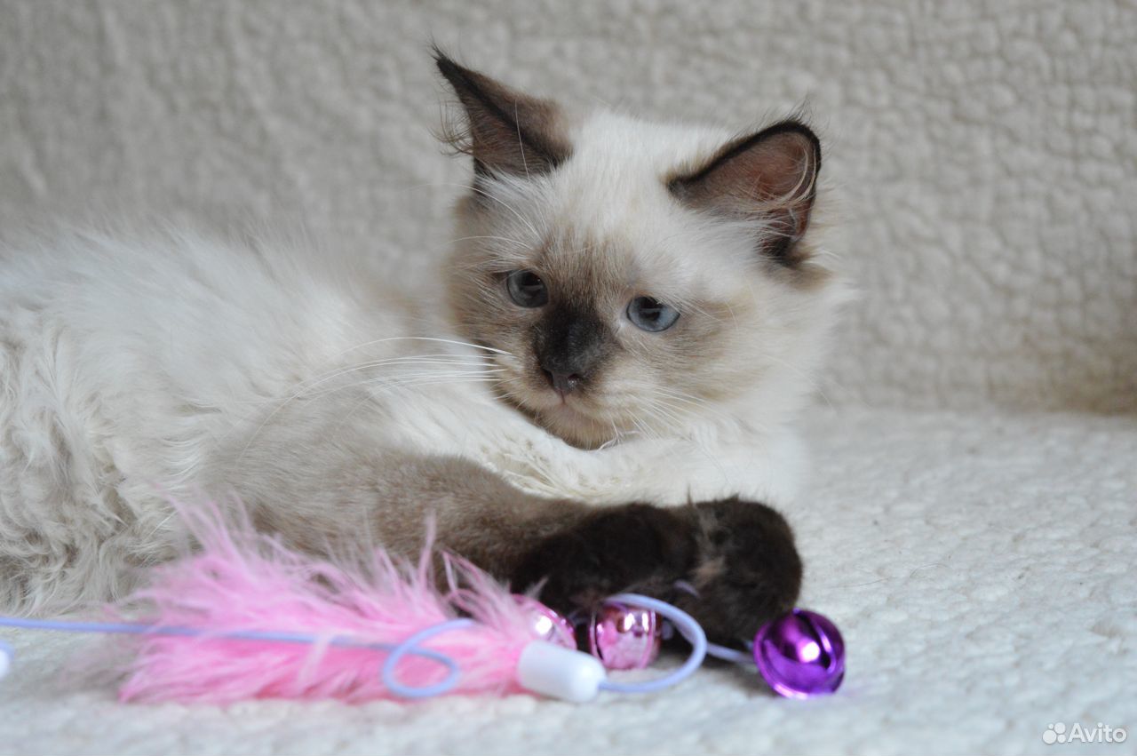 Невская маскарадная Вивьен