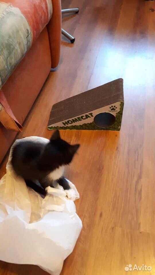 Котенок. 2 мес