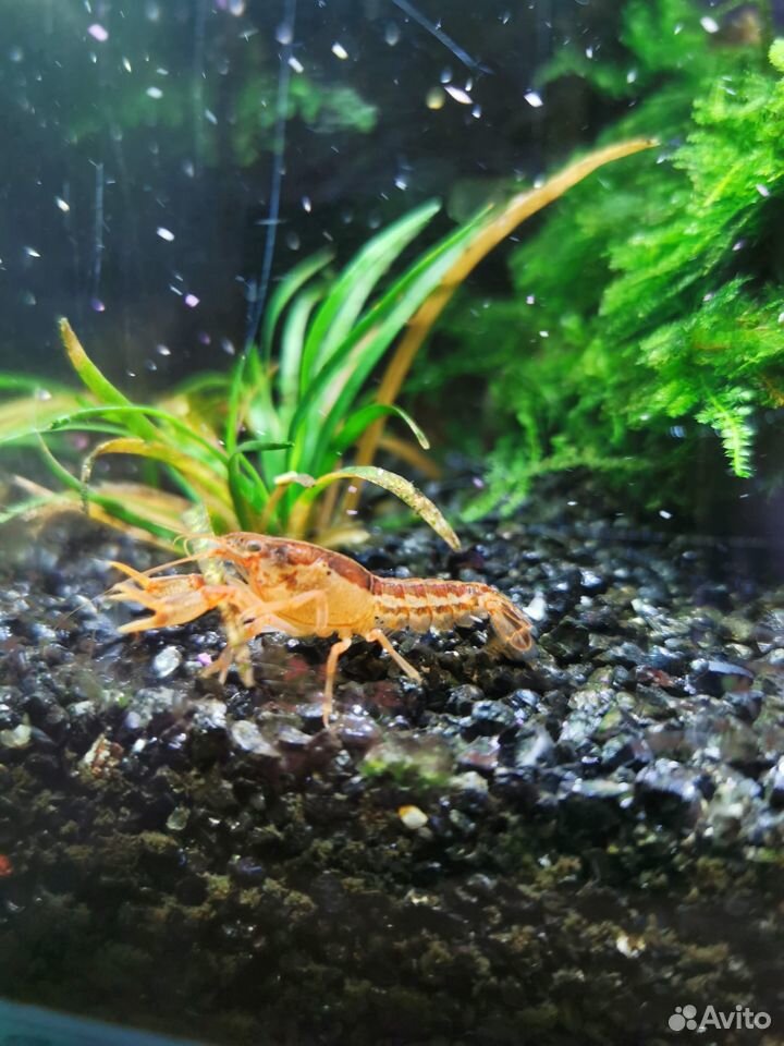 Cambarellus patzcuarensis Карликовый мексиканский