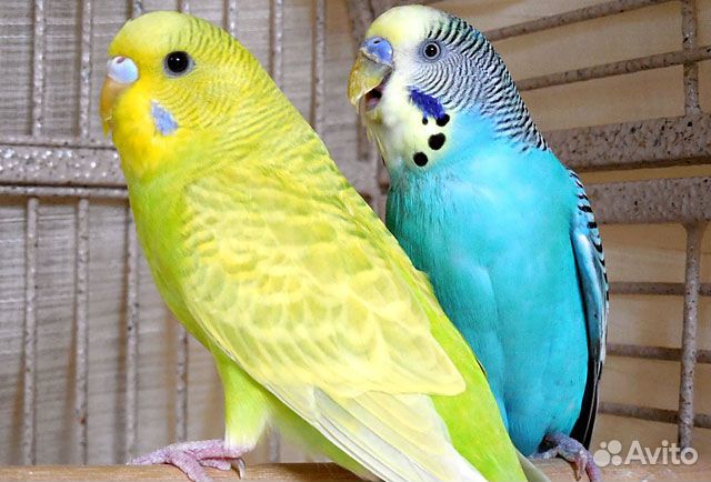 Волнистые попугаи