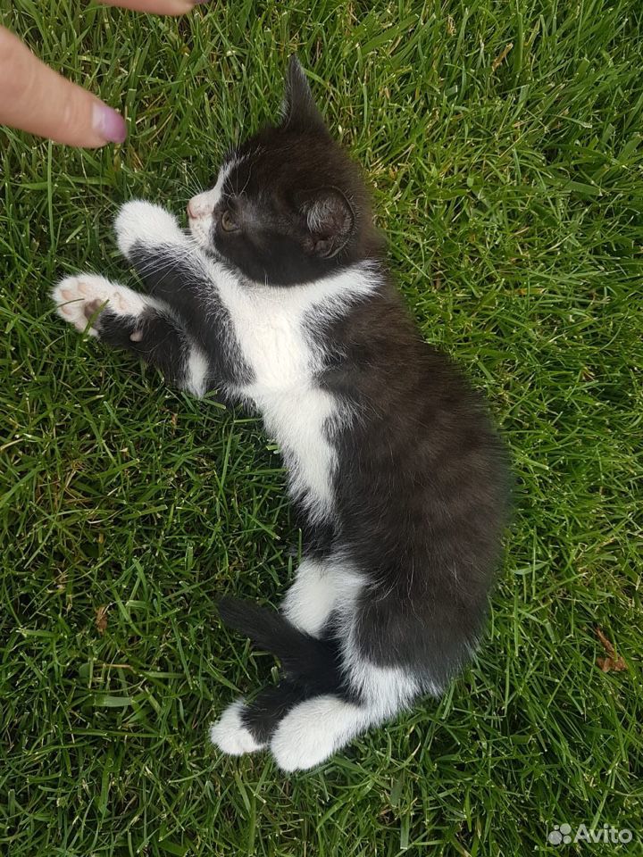 Котёнок