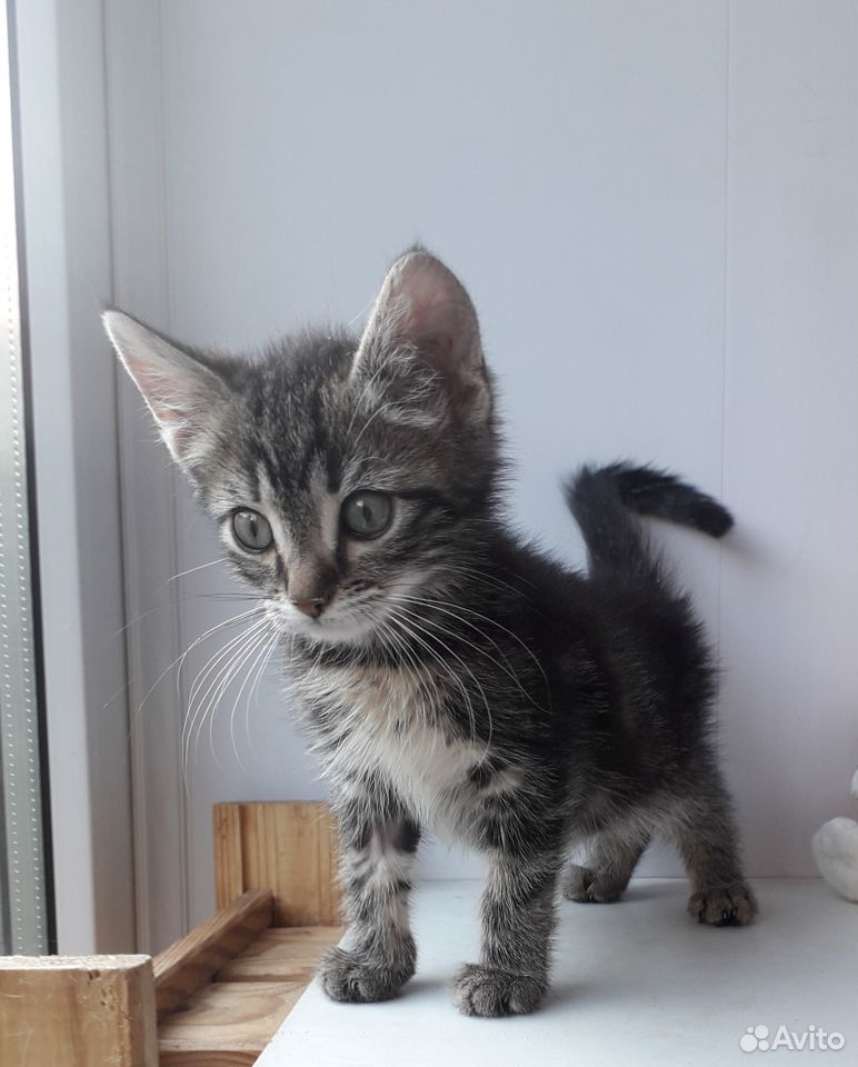 Тимошка,2 мес,ищет дом