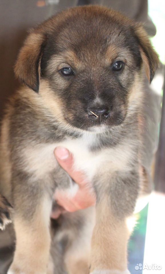 Щенки с примесью бельгийской овчарки