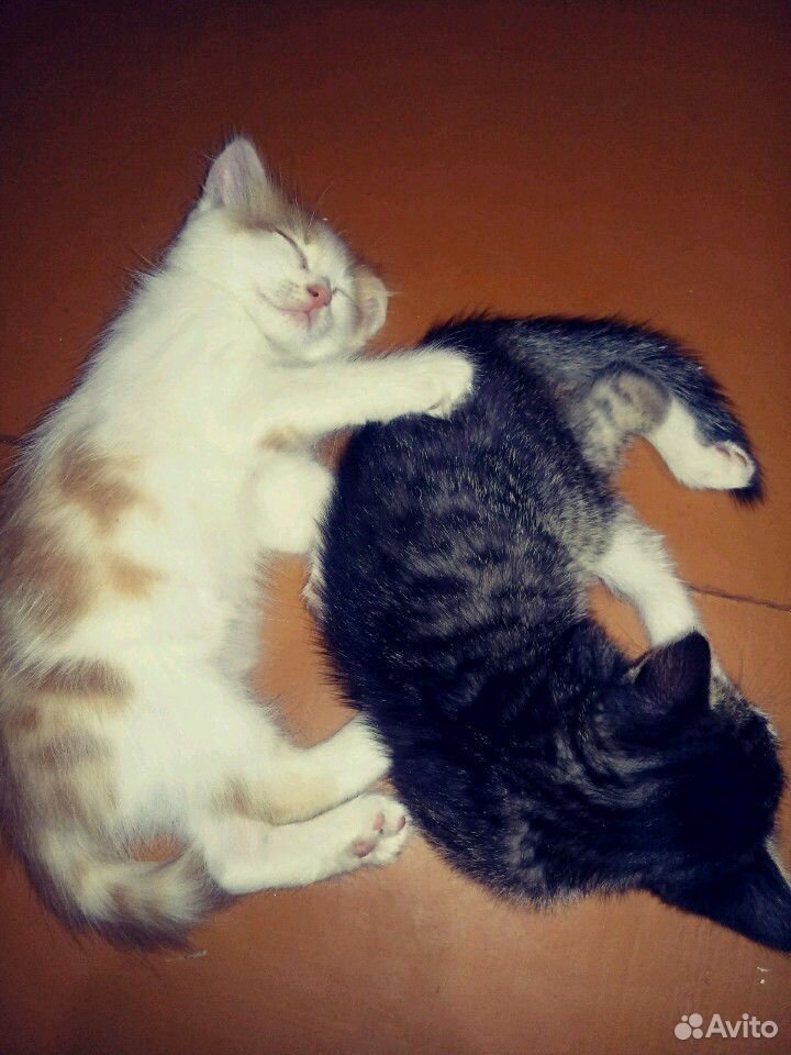 Котята