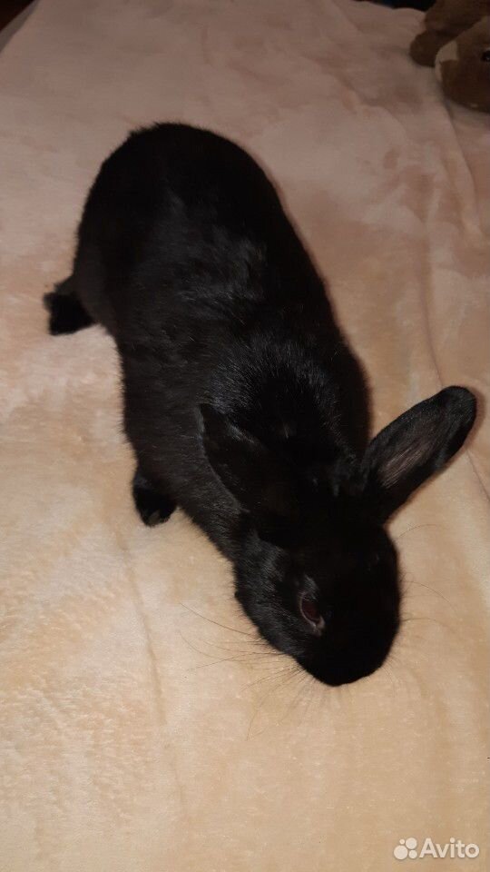 Кролик для вязки