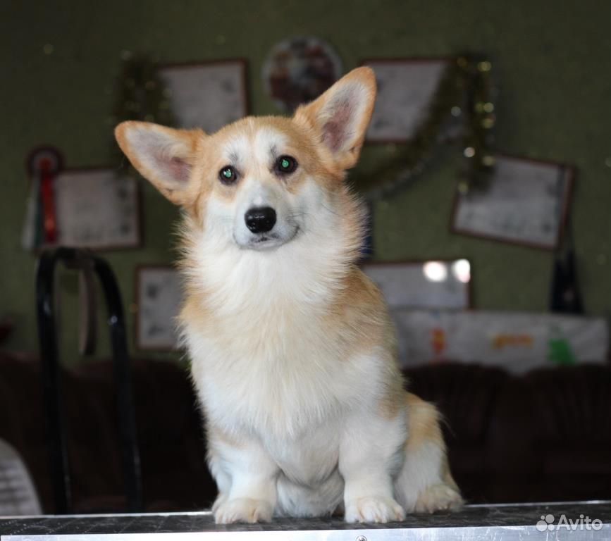 Мальчик вельш корги пемброк